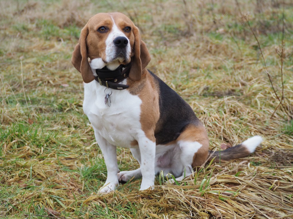 Beau der Beagle - Sorgenfrei unterwegs